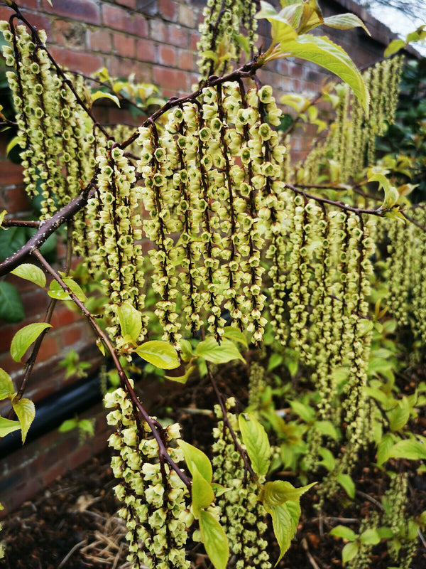 Stachyurus praecox - Early Stachyurus - Jurassicplants Nurseries