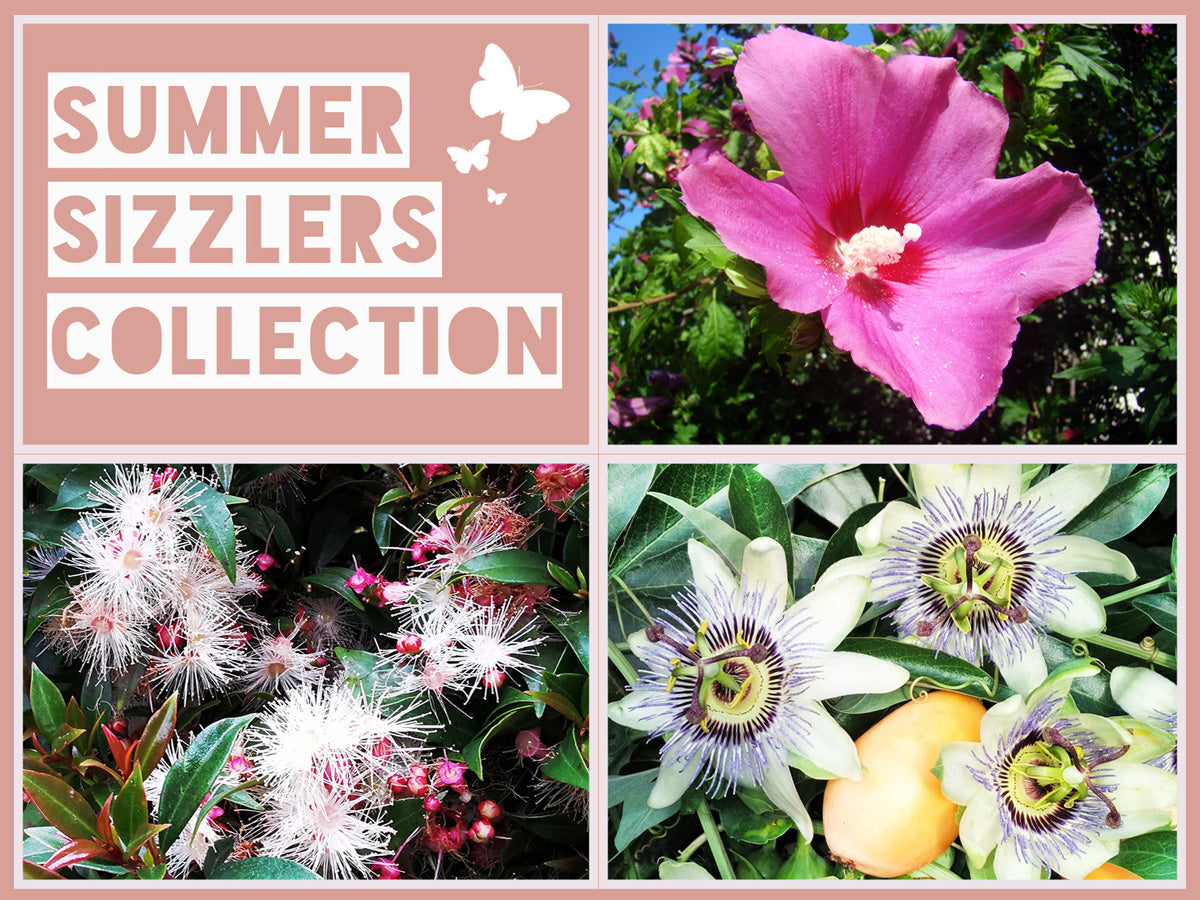 Summer Sizzlers - Spring Leaflet - Jurassicplants Nurseries