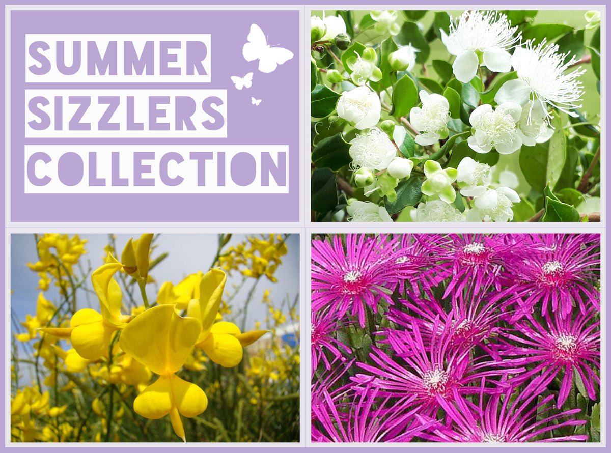 Summer Sizzlers - Jurassicplants Nurseries
