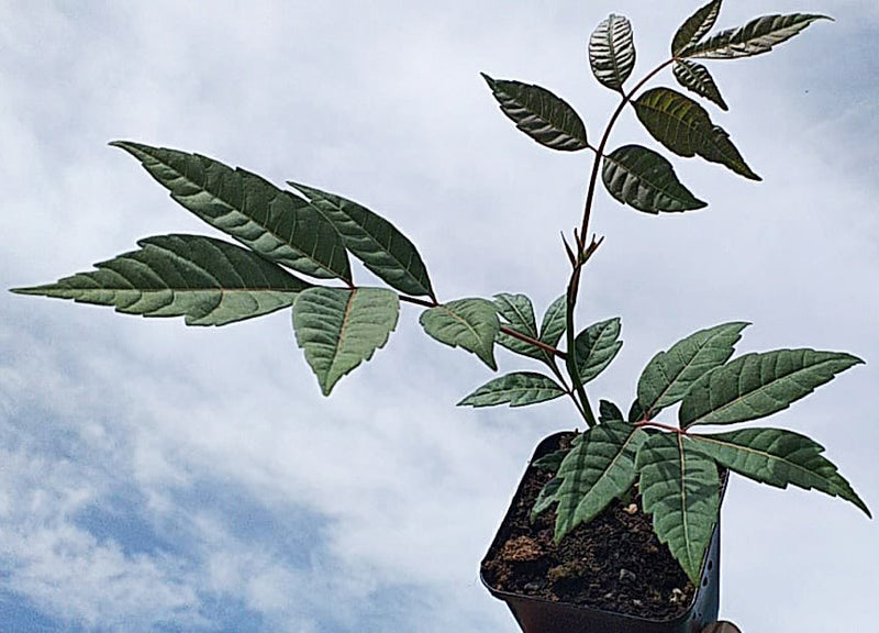 Toona sinensis - Onion Tree, Chinese Cedar, Chinese Mahogany ...
