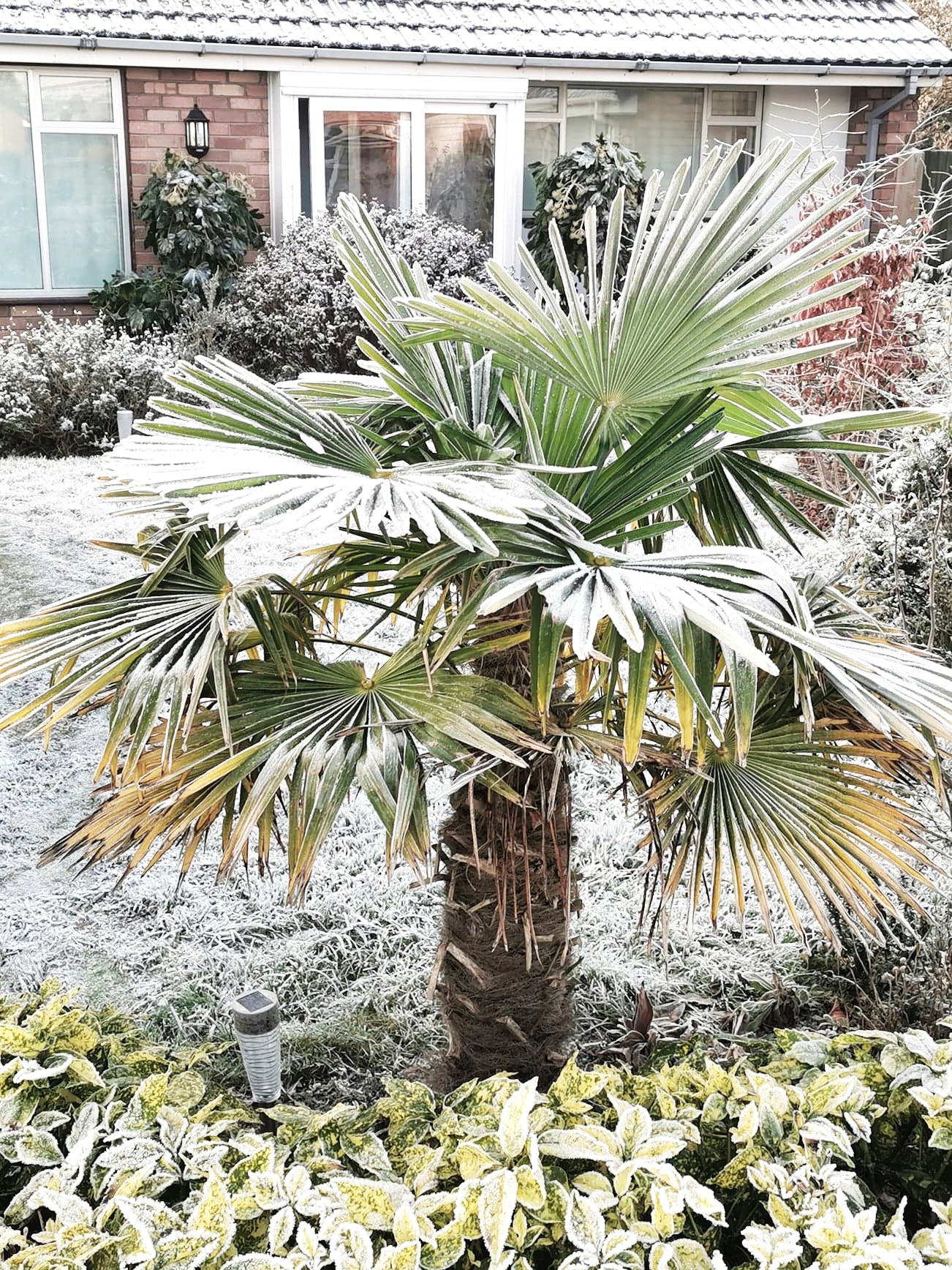 Trachycarpus fortunei - Windmill Palm, Chusan Palm - Jurassicplants ...