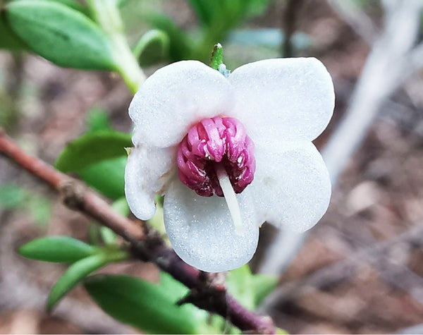 Ugni montana - Mexican Mountain Guava - Jurassicplants Nurseries