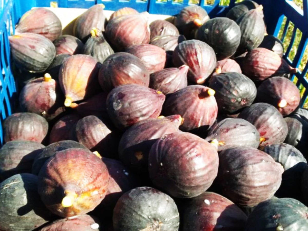 Funky Figs - Jurassicplants Nurseries