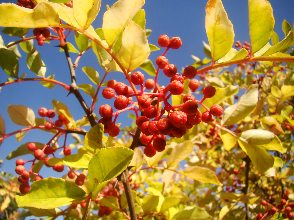 Zanthoxylum simulans - Sechuan pepper, Chinese Pepper Tree ...