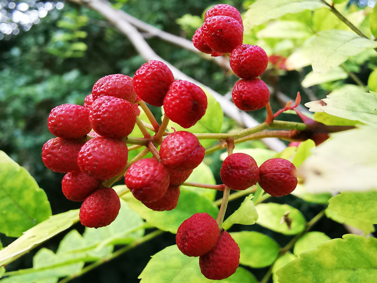 Zanthoxylum piperitum - Japanese Pepper Tree, Sansho - Jurassicplants ...