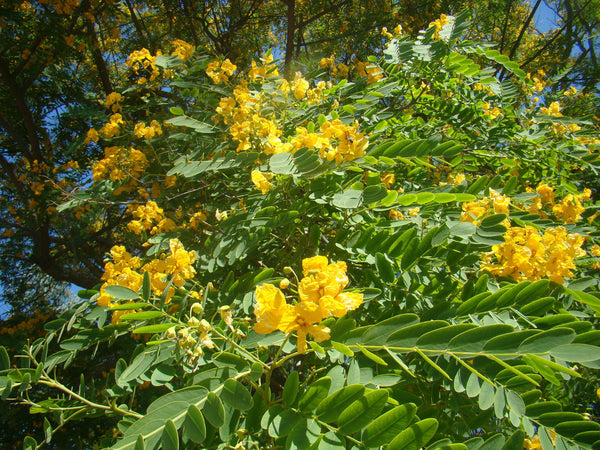 Tipuana tipu - Pride of Bolivia - Jurassicplants Nurseries