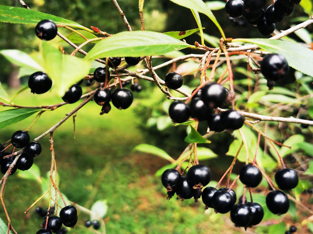 Aronia prunifolia - Purple Chokeberry - Jurassicplants Nurseries