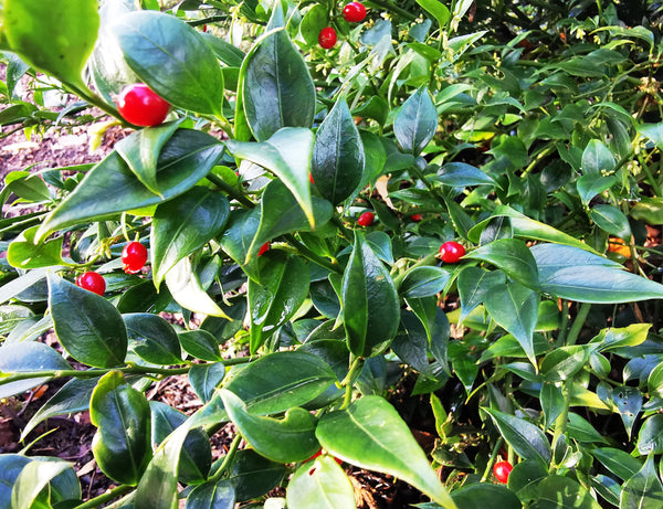 Sarcococca ruscifolia – Fragrant Sweet Box - Jurassicplants Nurseries