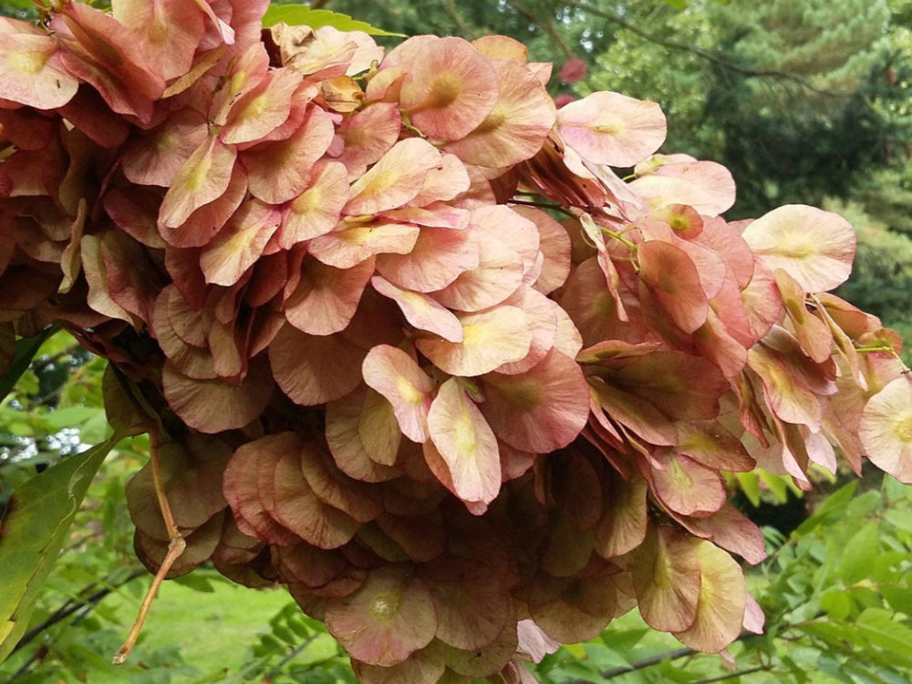 Dipteronia sinensis - Chinese Money Tree - Jurassicplants Nurseries