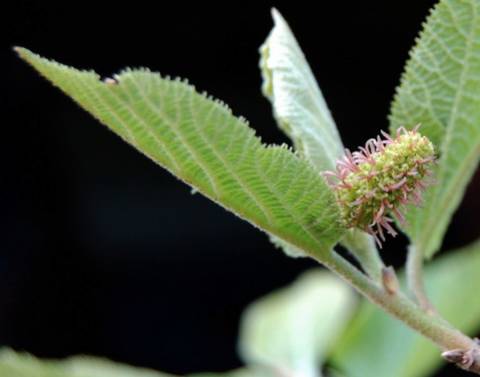 Sinowilsonia henryi – Henry Wilson Tree - Jurassicplants Nurseries