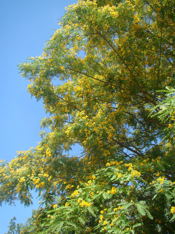Tipuana tipu - Pride of Bolivia - Jurassicplants Nurseries