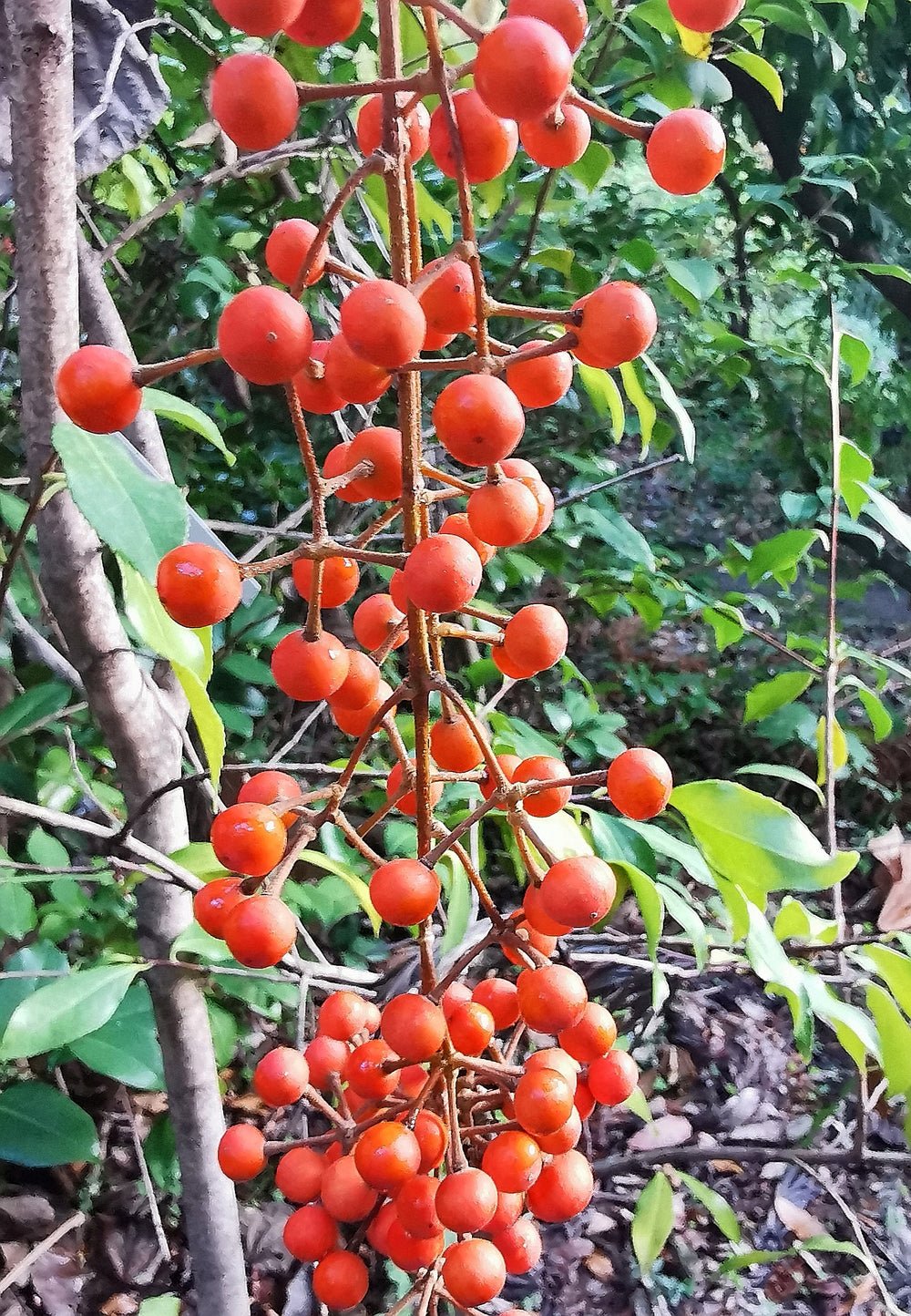 Idesia polycarpa - Chinese Wonder Tree - Jurassicplants Nurseries
