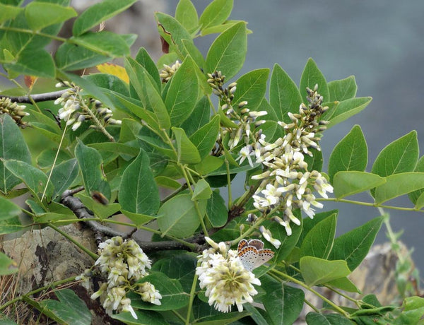 Maackia hupehensis – Chinese Maackia - Jurassicplants Nurseries