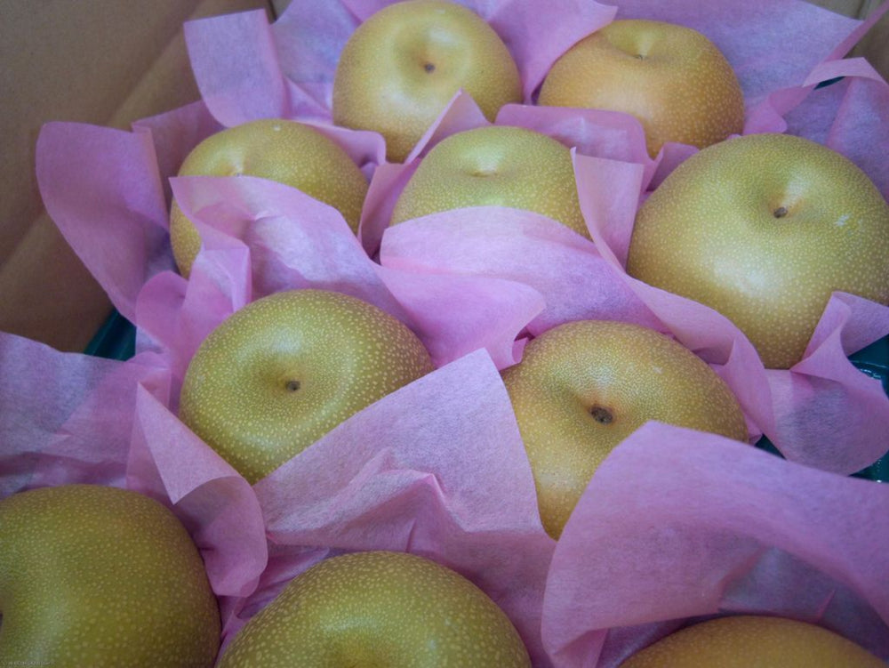 Pyrus pyrifolia - Nashi Pear - Jurassicplants Nurseries