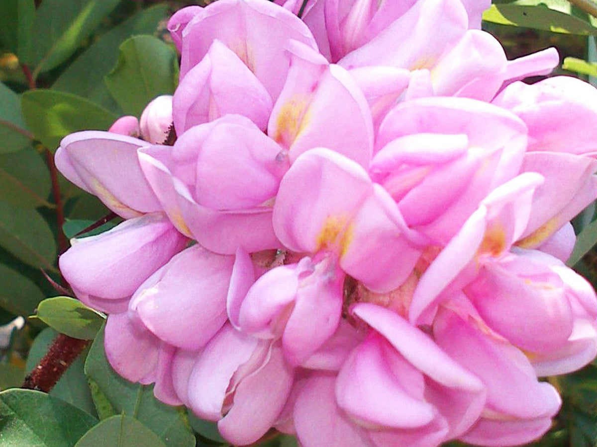 Robinia hispida - Rose Acacia - Jurassicplants Nurseries