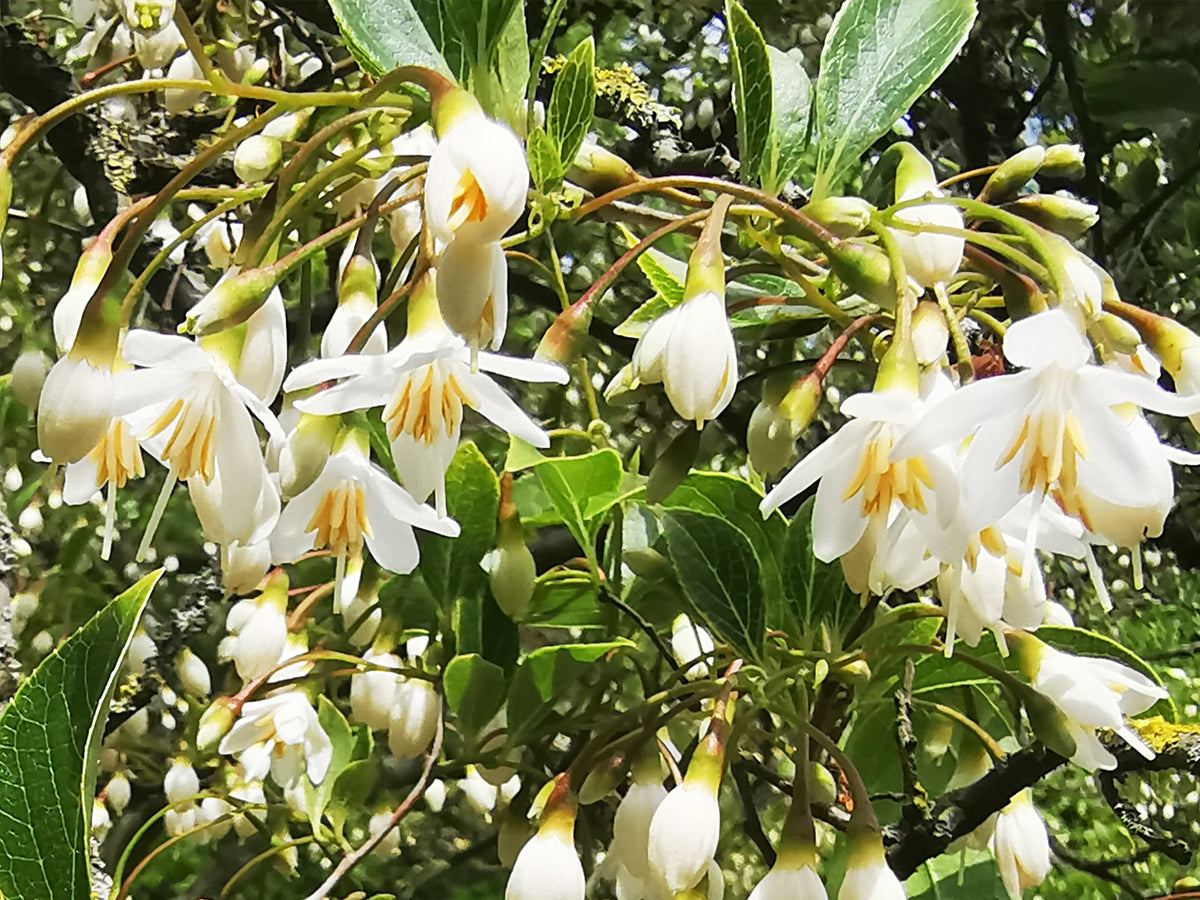 Snowbell Tree Picture Japanese Snowbell – Singing Tree Gardens