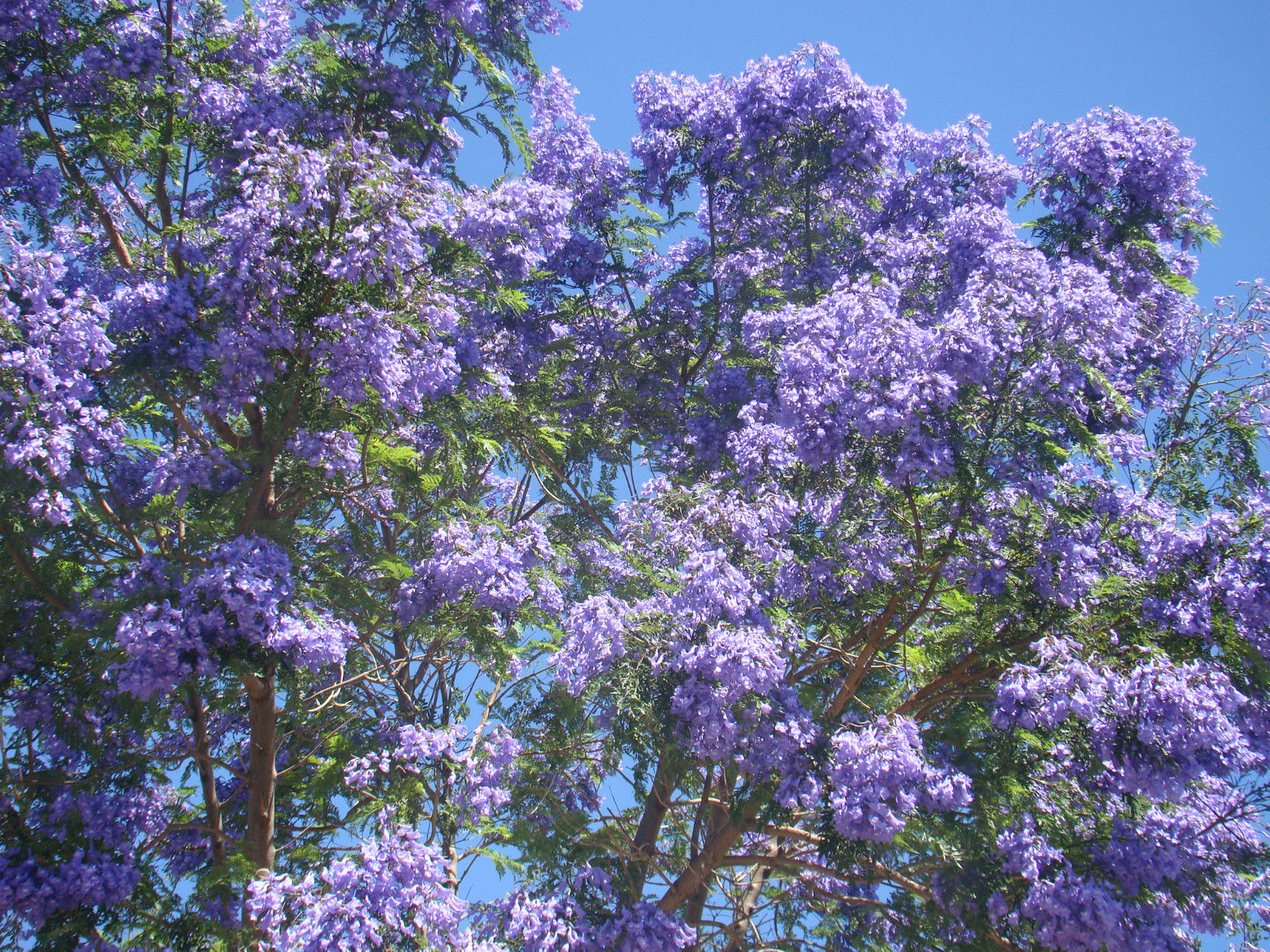 Jacaranda Tree Climate Zones
